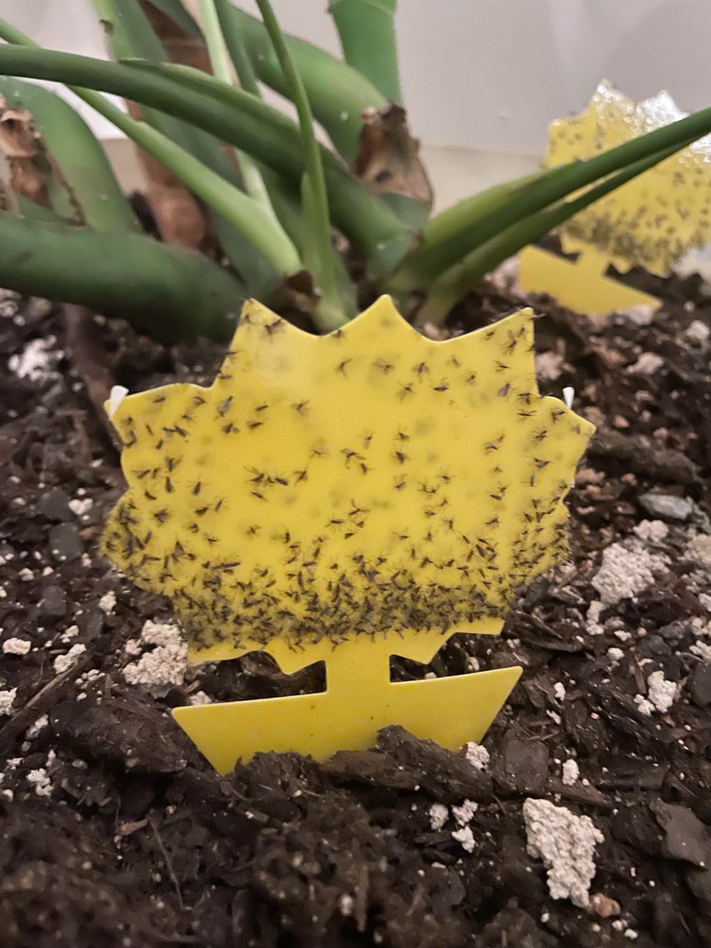 Choosing Floor Materials That Minimize Fungus Gnat Breeding - Equality Mag